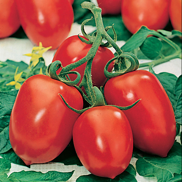 One Stop Tomato Shop - Cowell's Garden Centre | Woolsington