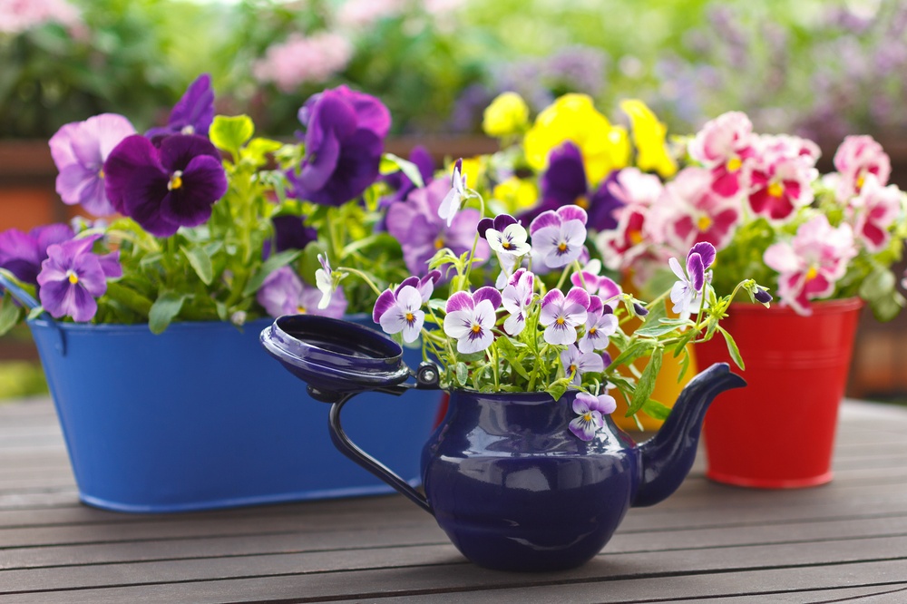5 Fantastic Plants for Spring Pots | Cowell's G.C.