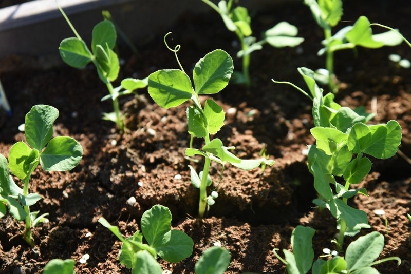 How to grow sweet peas from seed