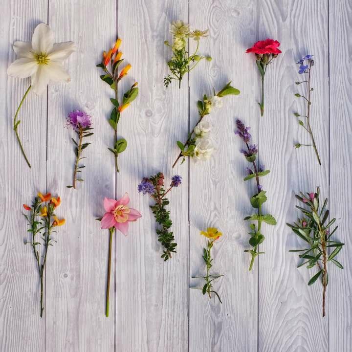 Spring Flower Selection | Cowell's Garden Centre