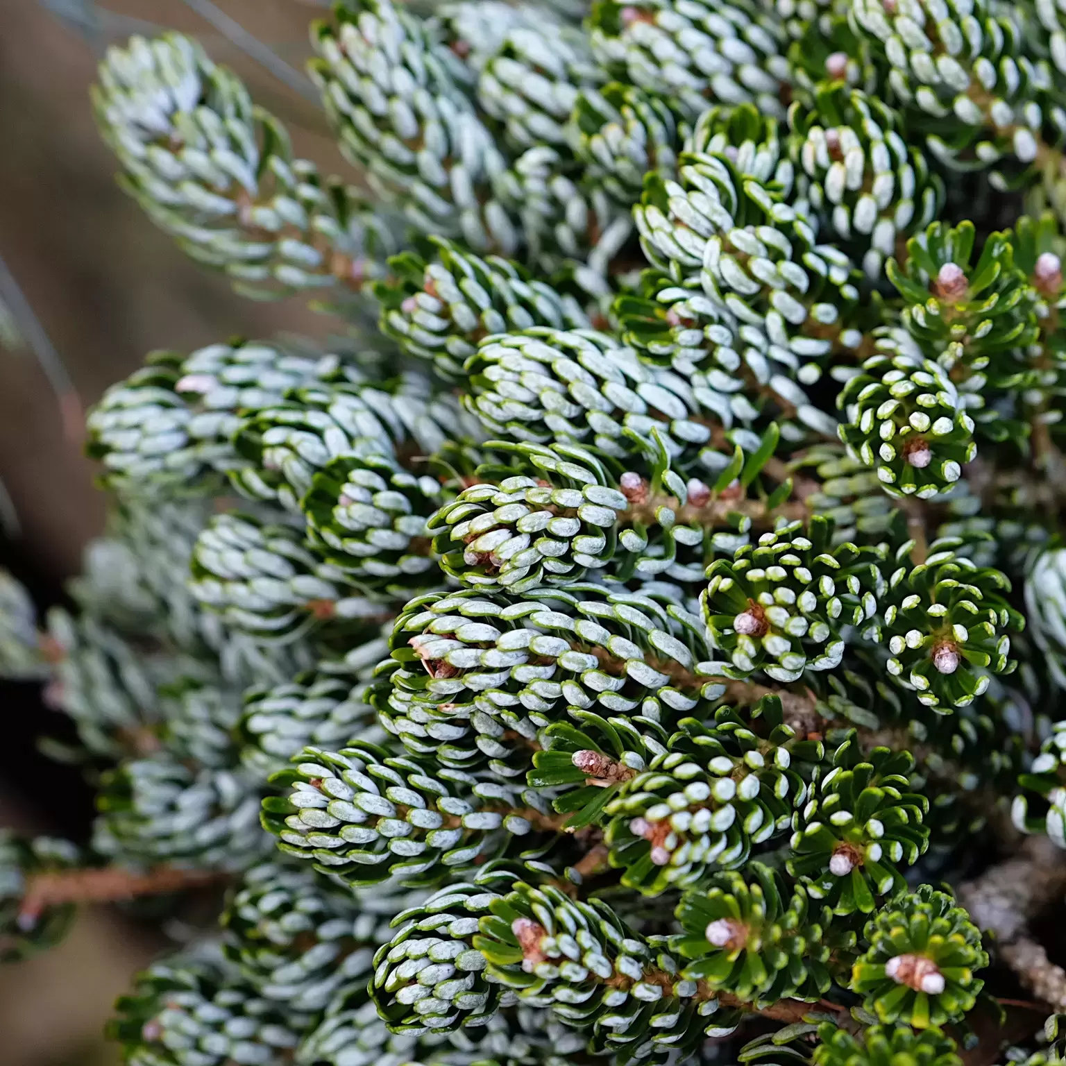 Abies koreana 'Kohout's Ice Breaker' 6L - Cowell's Garden Centre ...