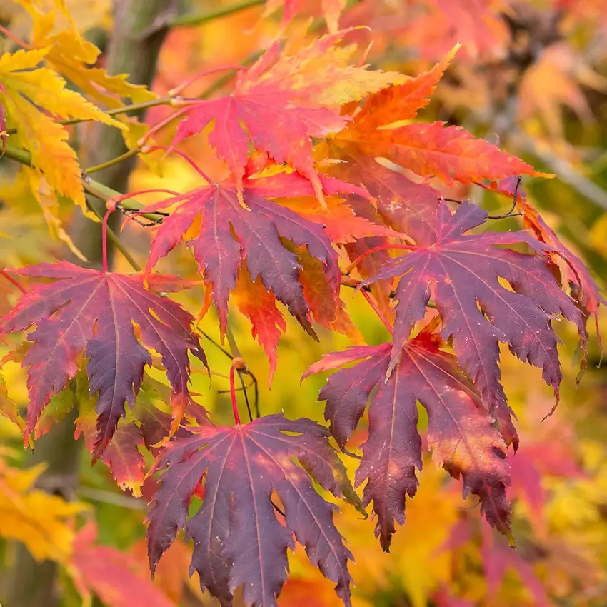 Acer x pseudosieboldianum 'Arctic Jade' - Cowell's Garden Centre ...