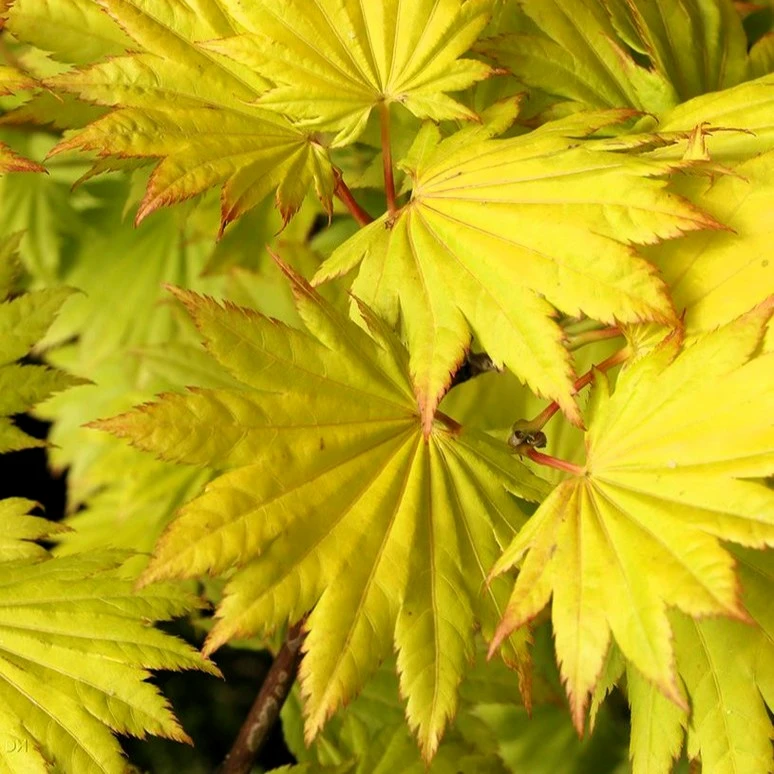 Acer shirasawasnum 'Aureum' 6L (25-30cm) - Cowell's Garden Centre ...