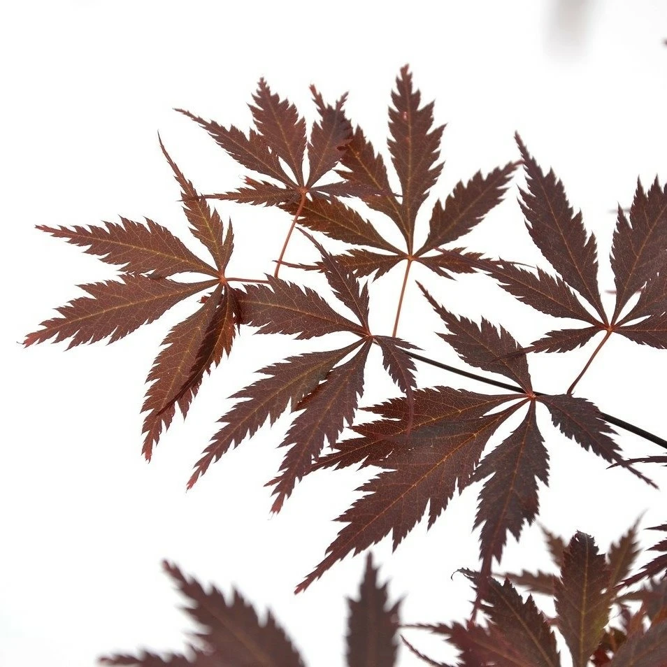 Acer palmatum 'Black Lace' 3L - Cowell's Garden Centre | Woolsington