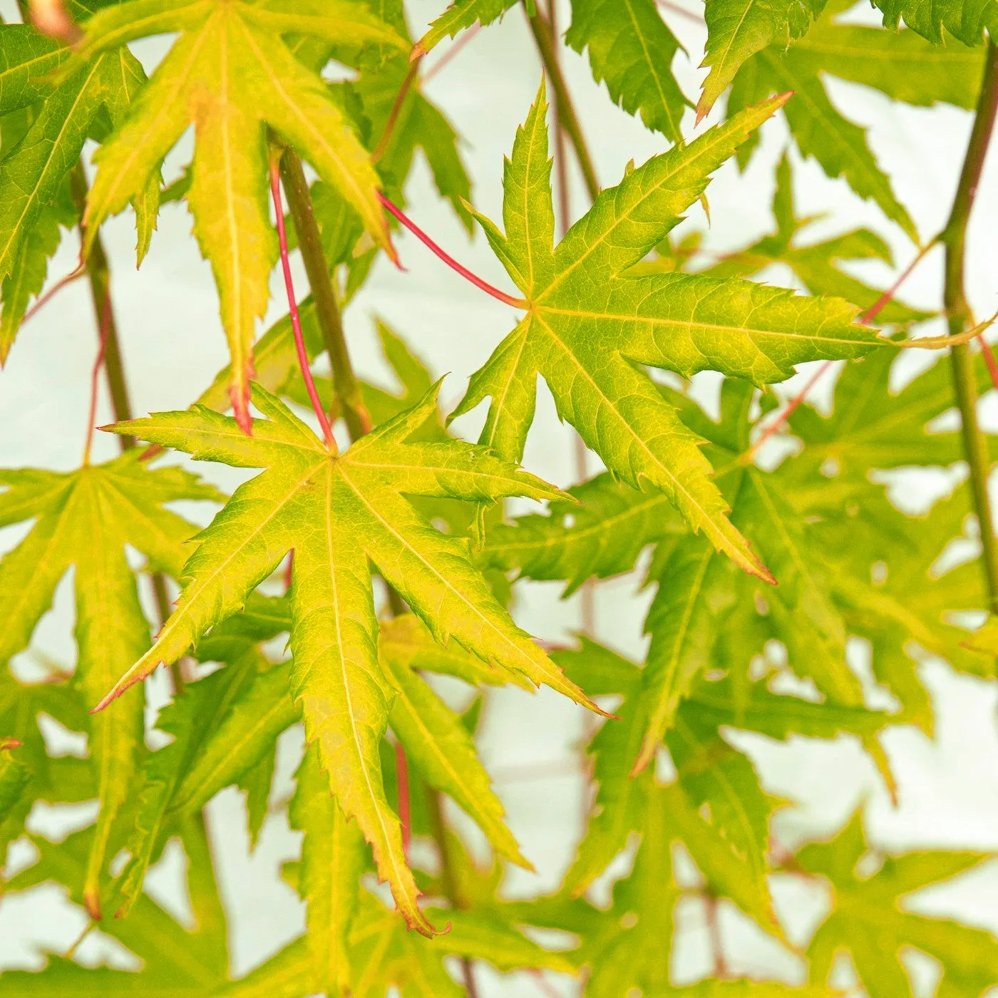 Acer palmatum 'Cascade Citrine' Standard - Cowell's Garden Centre ...