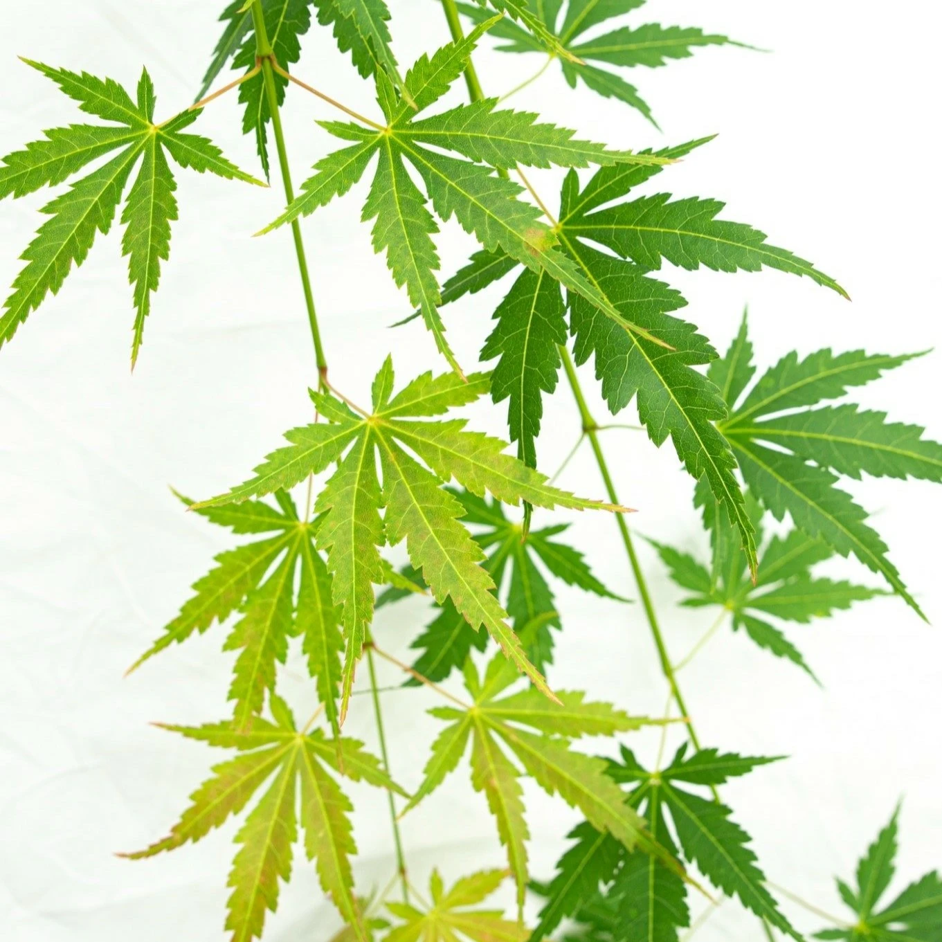 Acer palmatum 'Cascade Emerald' Standard 6.5L - Cowell's Garden Centre ...