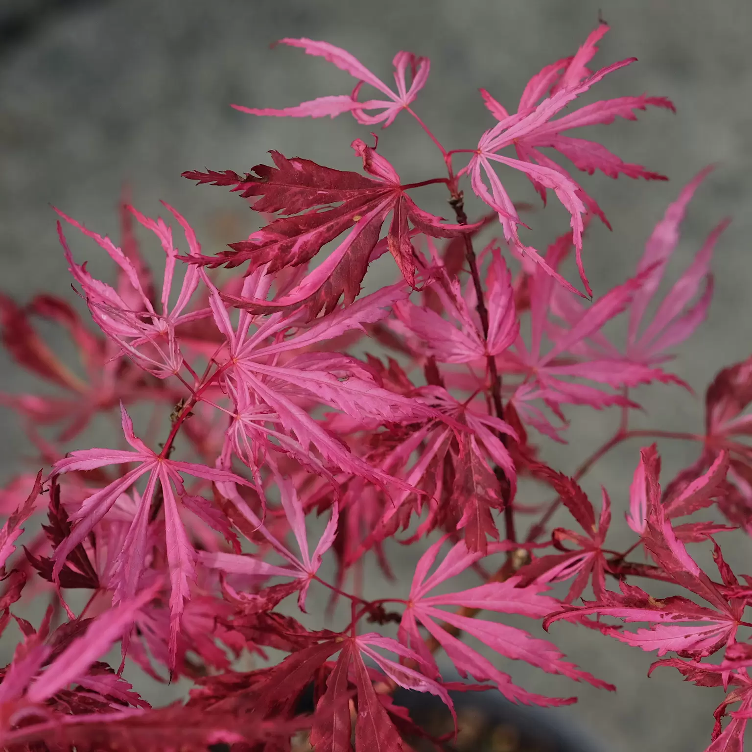 Acer palmatum 'Extravaganza' 3L - Cowell's Garden Centre | Woolsington