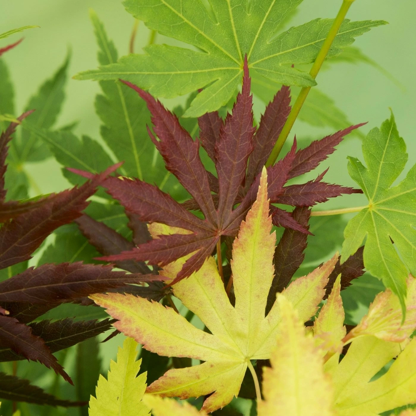 Acer palmatum 'Festival' - Cowell's Garden Centre | Woolsington