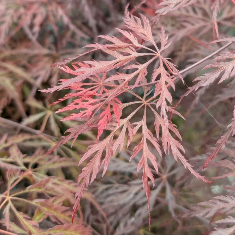 Acer palmatum 'Lace Lady' 15L Standard - Cowell's Garden Centre ...