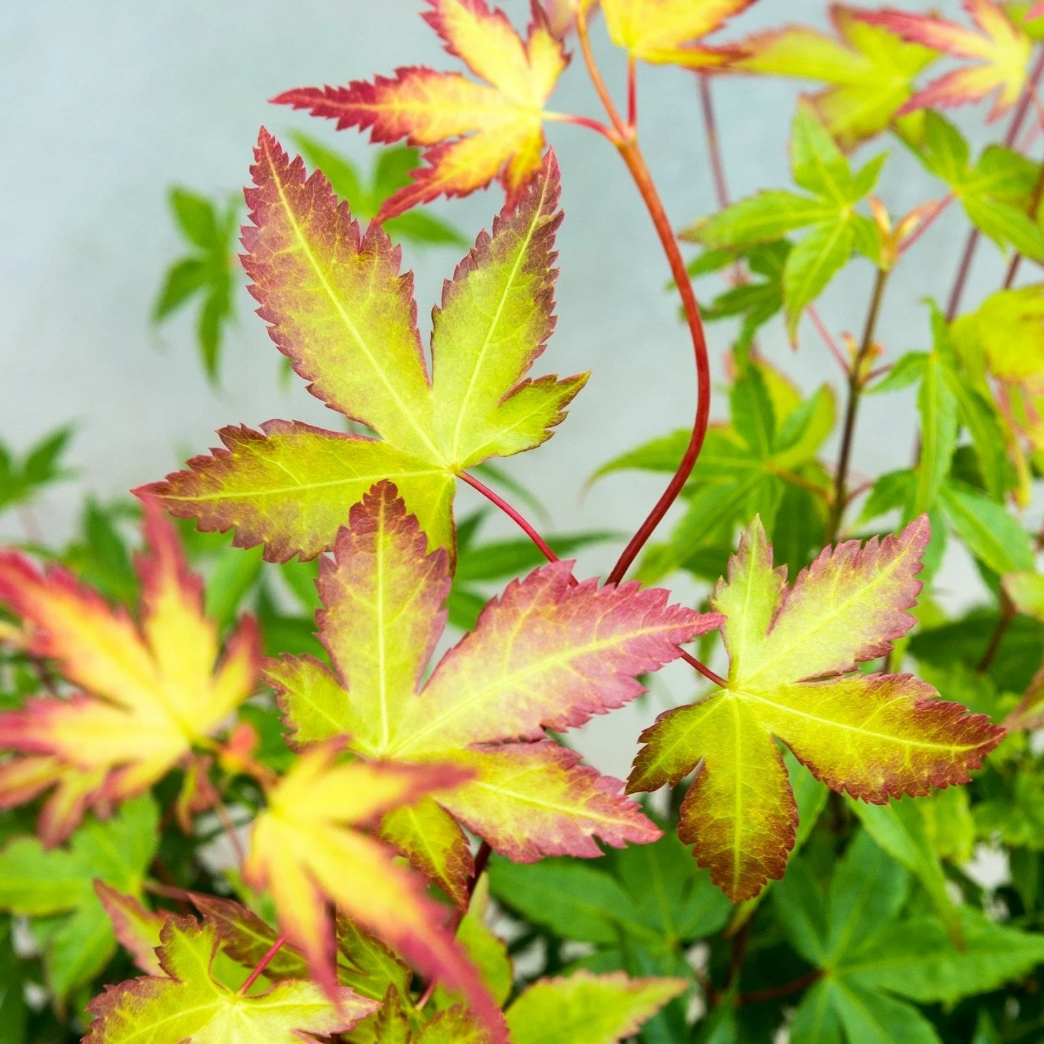 Acer palmatum 'Little Princess' 3L - Cowell's Garden Centre | Woolsington