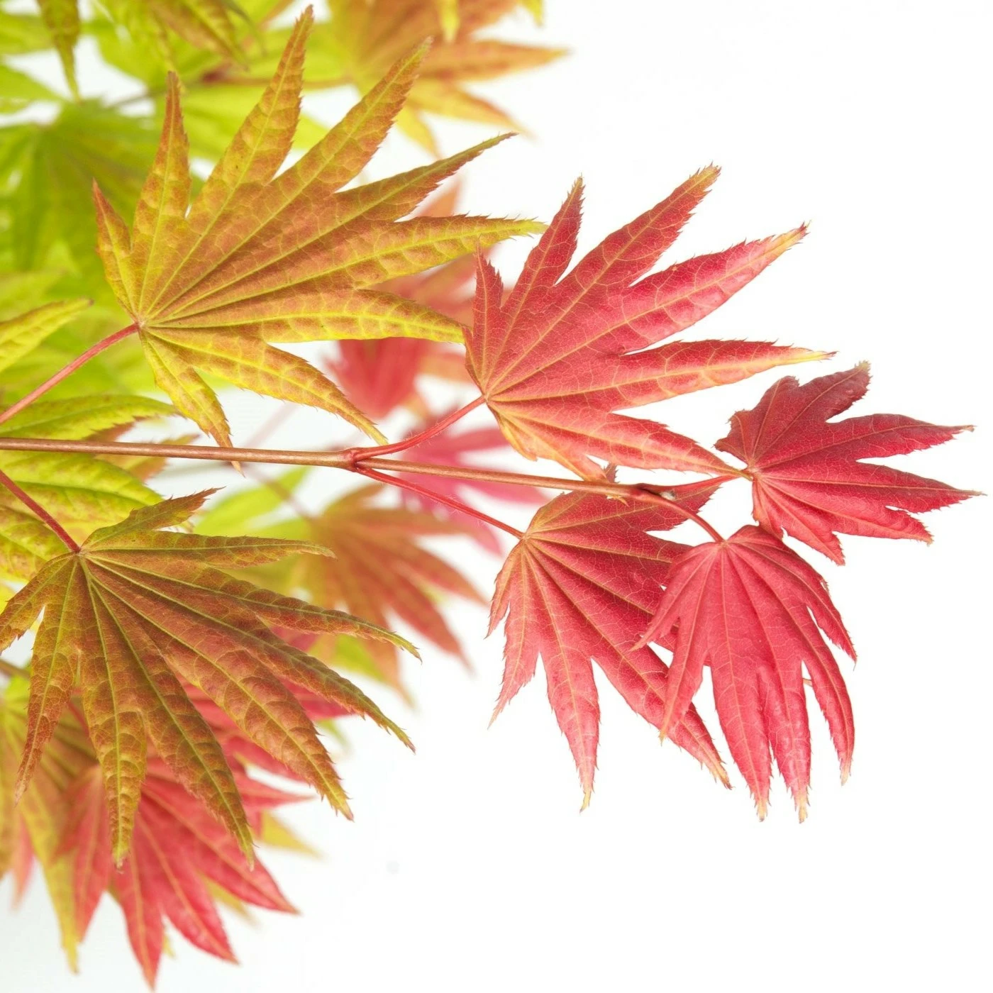 Acer shirasawanum 'Moonrise' 3L - Cowell's Garden Centre | Woolsington
