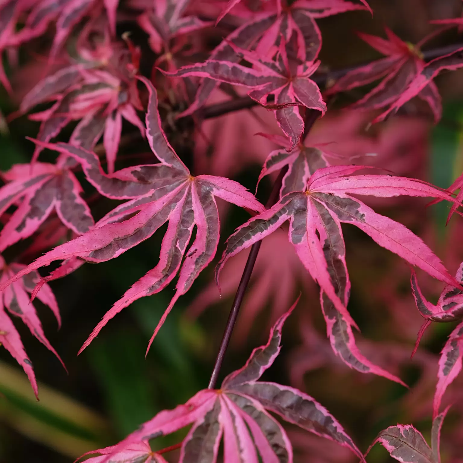 Acer palmatum 'Pink Passion' 3L - Cowell's Garden Centre | Woolsington