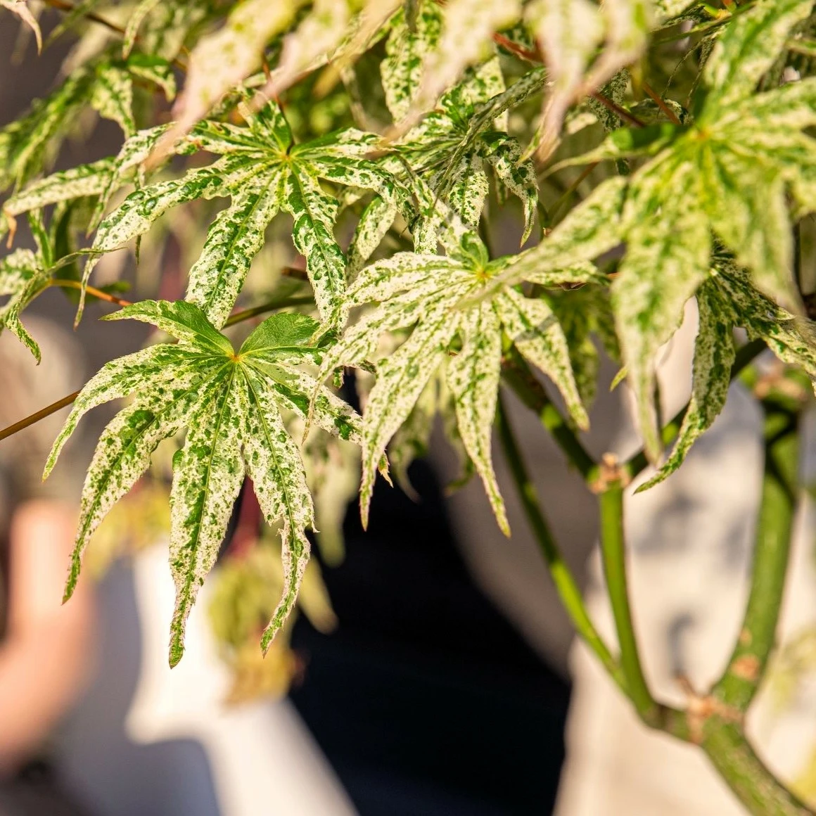 Acer palmatum 'Ukigumo' 3L - Cowell's Garden Centre | Woolsington