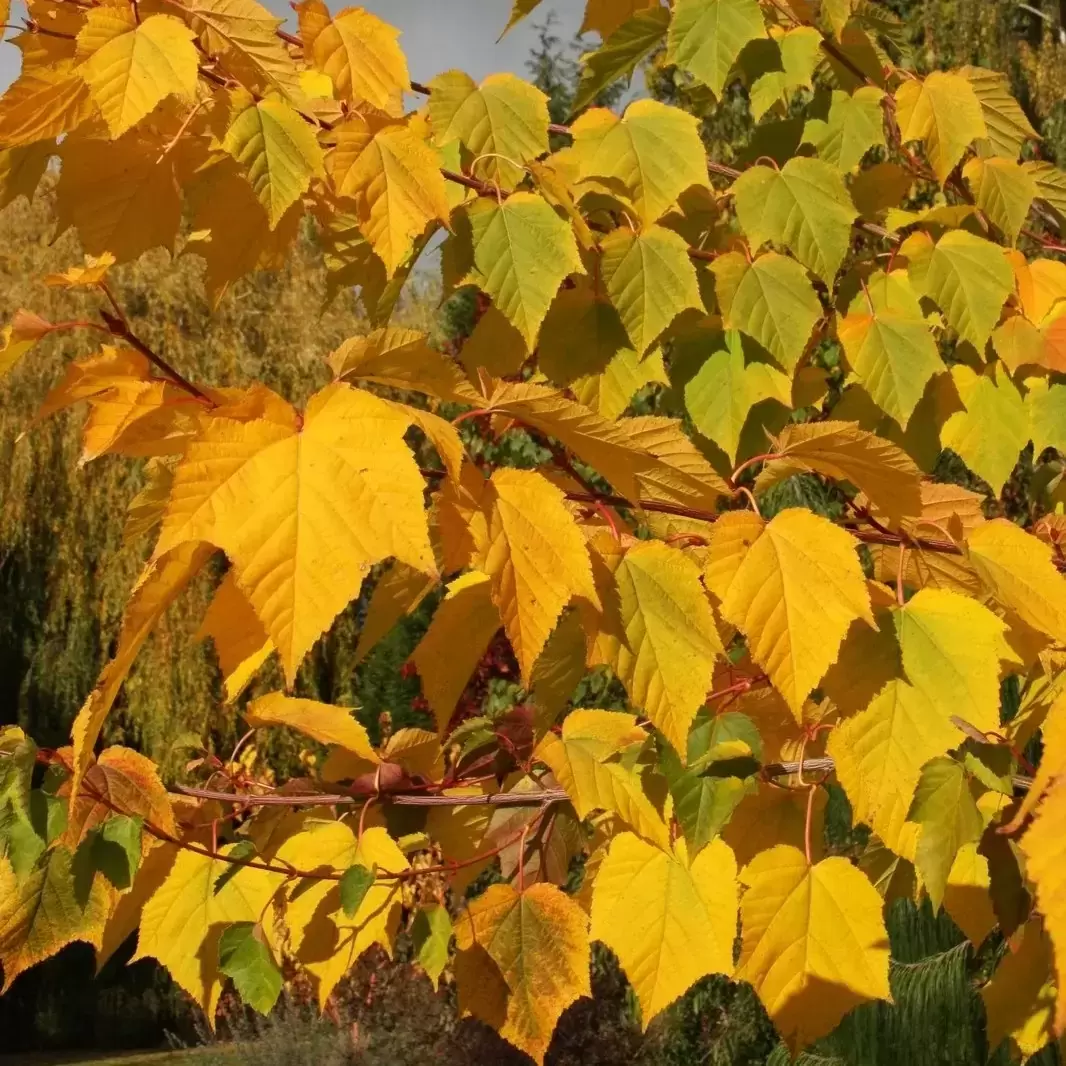 Acer davidii 'Viper' 4.5L - Cowell's Garden Centre | Woolsington