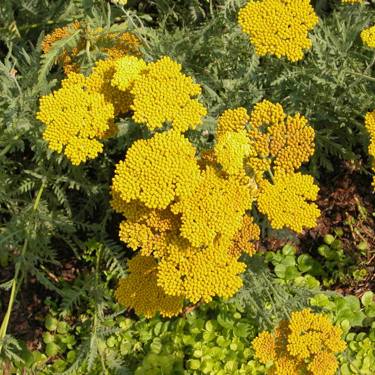 Achillea 'Coronation Gold' 2L - Cowell's Garden Centre | Woolsington