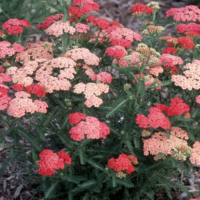 Achillea millefolium 'Tutti Frutti Apricot Delight' - Cowell's Garden ...