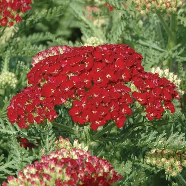 Achillea millefolium 'Tutti Frutti Pomegranate' 2L - Cowell's Garden ...