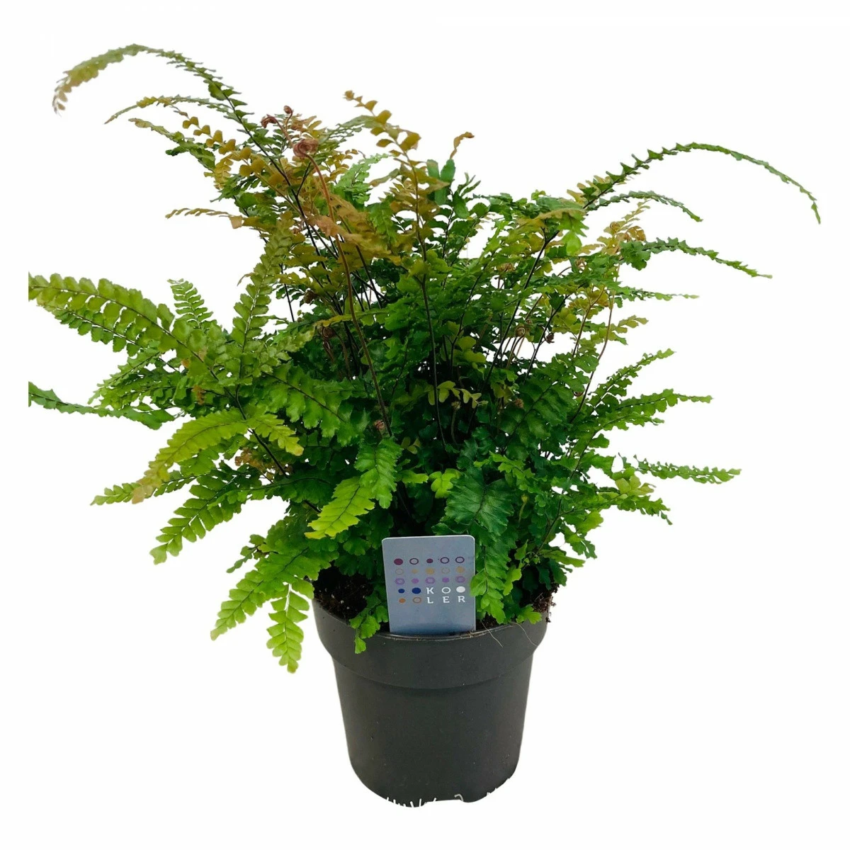 Adiantum pubescens - Cowell's Garden Centre | Woolsington Adiantum pubescens - Cowell's Garden Centre | Woolsington