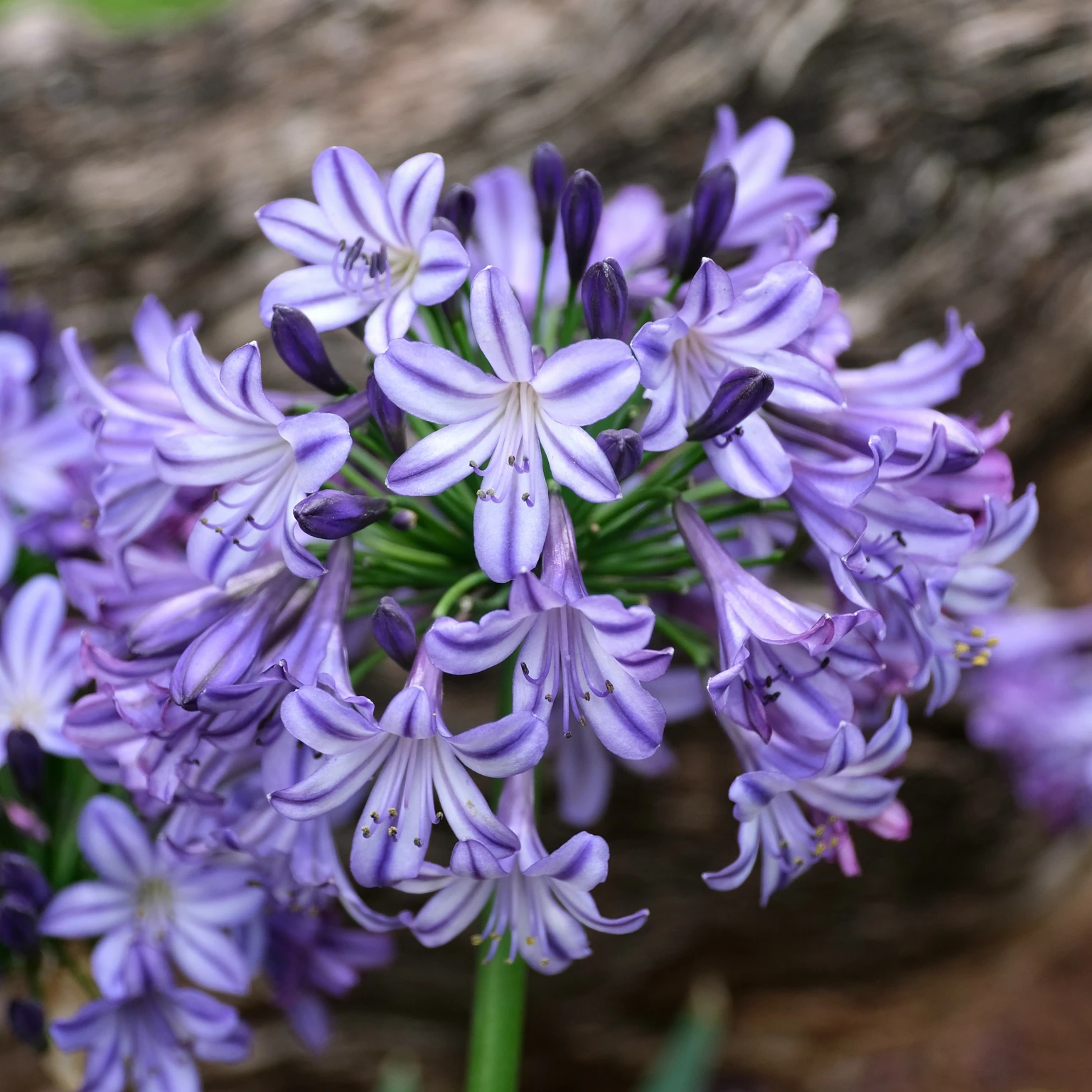 Agapanthus Everpanthus 'Poppin' Star' 2L - Cowell's Garden Centre ...