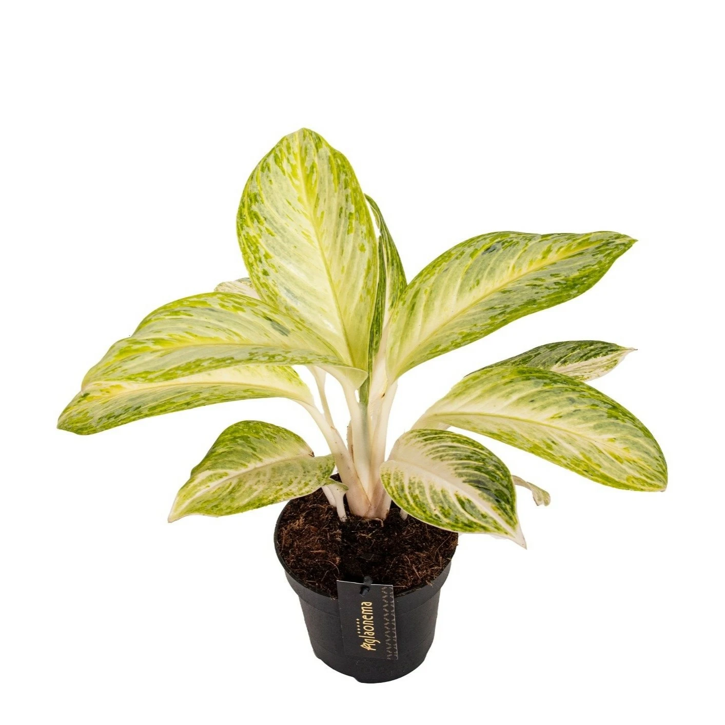 Aglaonema 'Arctic Lime' - Cowell's Garden Centre | Woolsington