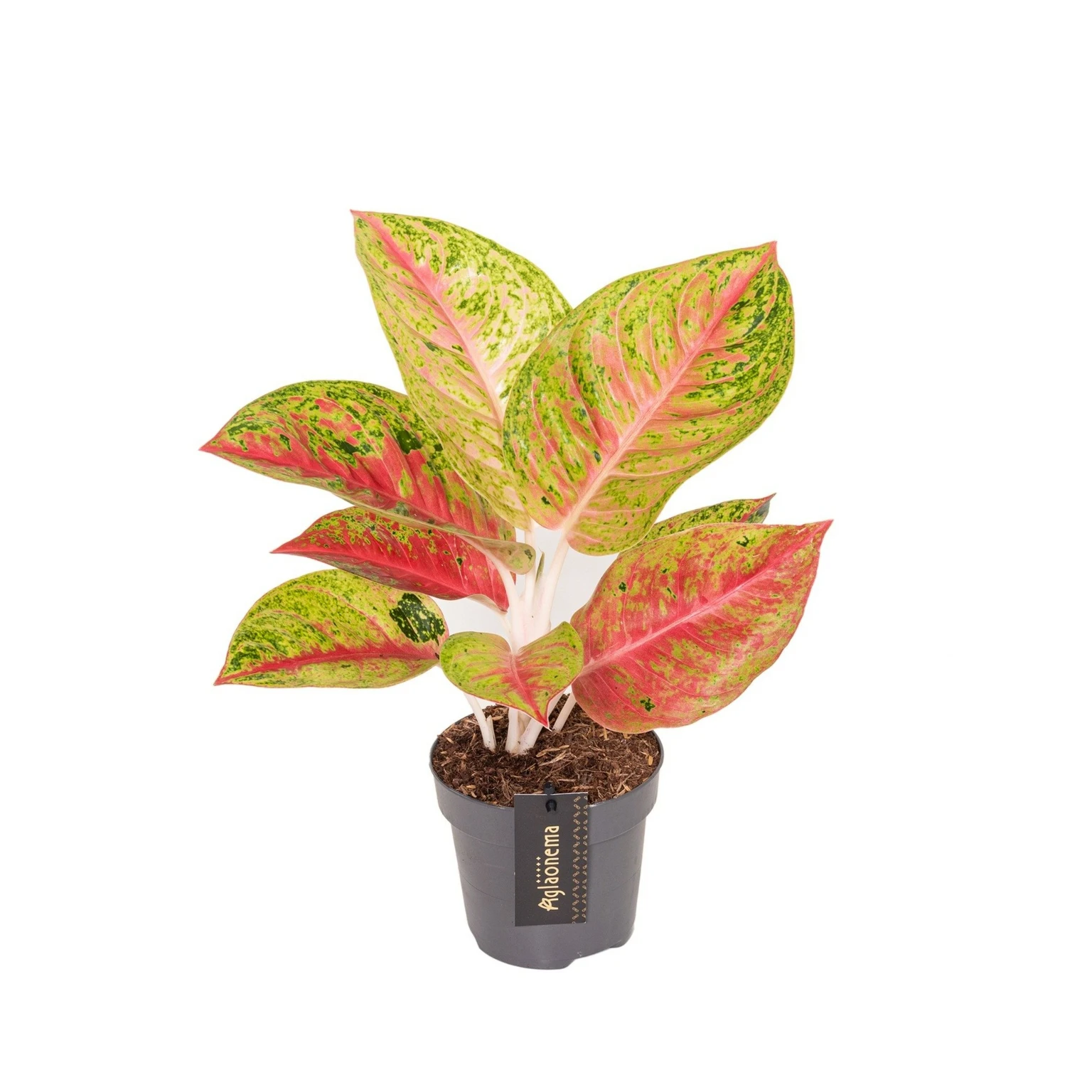 Aglaonema 'Grand Poppy' - Cowell's Garden Centre | Woolsington