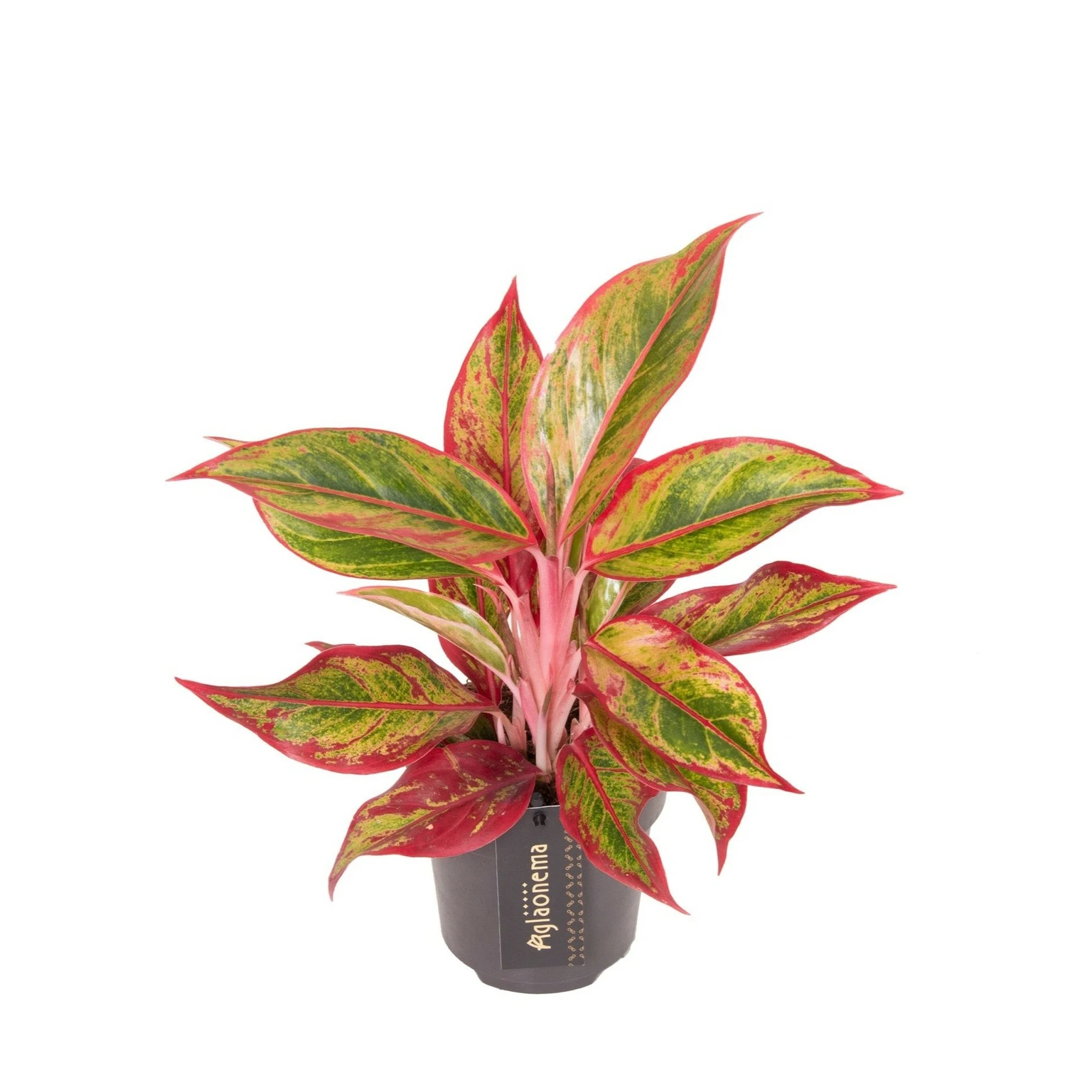 Aglaonema 'Jungle Lava' - Cowell's Garden Centre | Woolsington