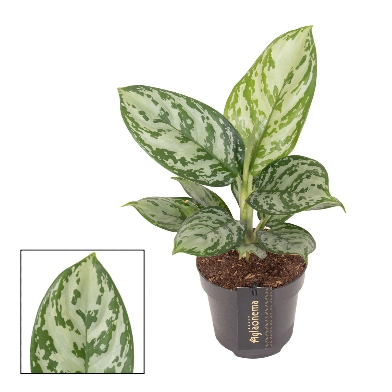 Aglaonema 'Jungle Silver' - Cowell's Garden Centre | Woolsington