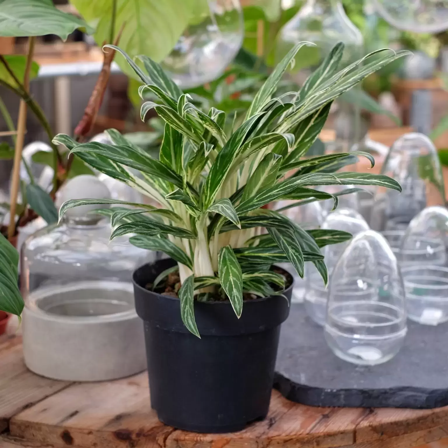 Aglaonema 'Zebra Feathers' - Cowell's Garden Centre | Woolsington