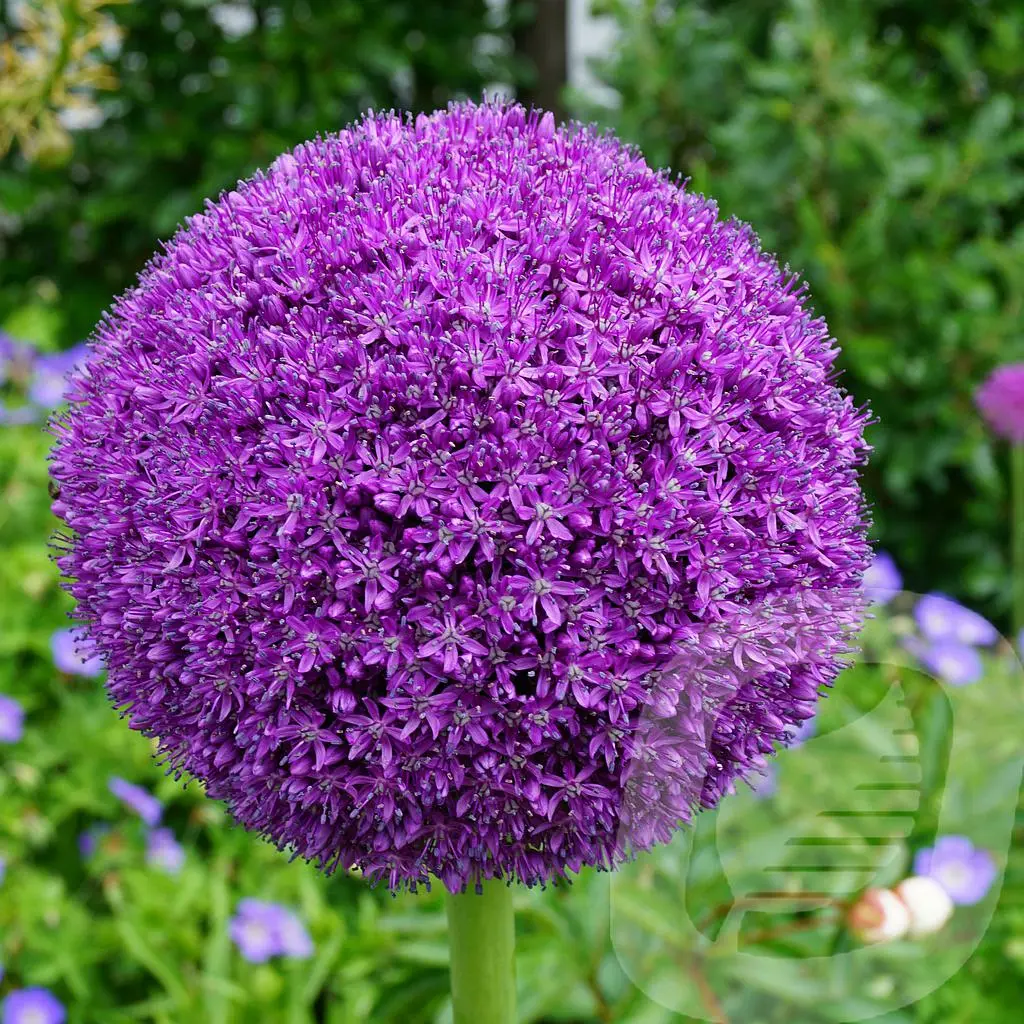Allium 'Ambassador' 2L - Cowell's Garden Centre | Woolsington