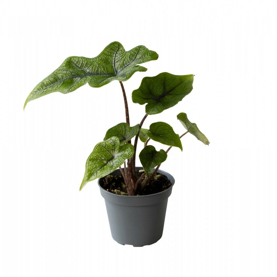 Alocasia 'Jacklyn' 6cm - Cowell's Garden Centre | Woolsington