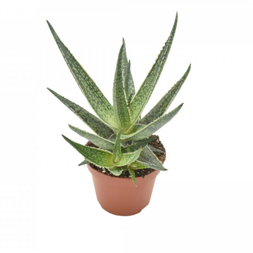 Aloe 'Riana' - Cowell's Garden Centre | Woolsington