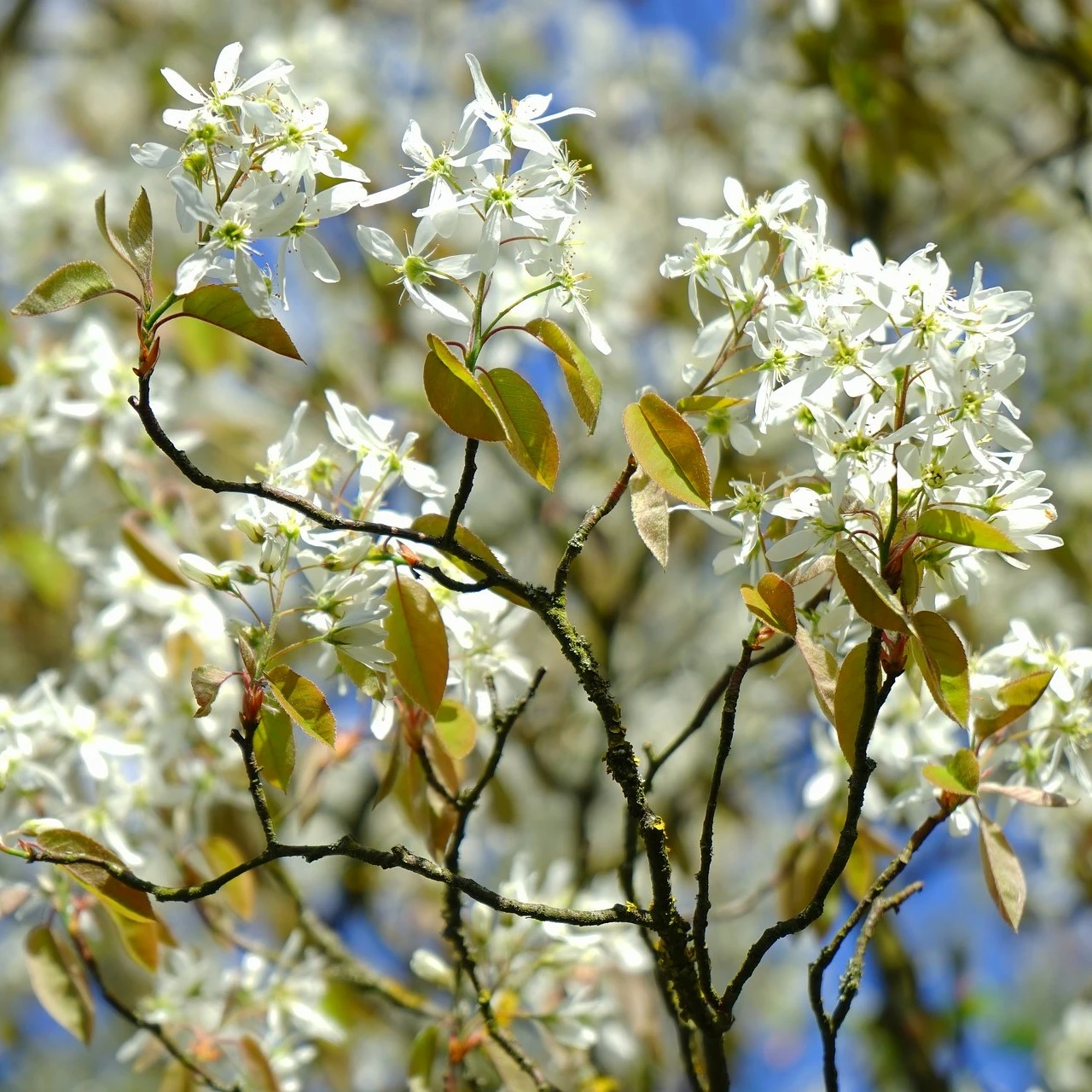 Amelanchier canadensis - Cowell's Garden Centre | Woolsington