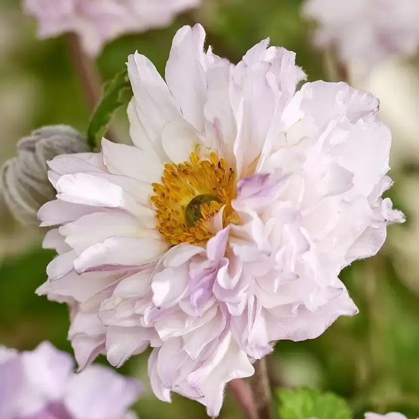 Anemone 'Frilly Knickers' 3L - Cowell's Garden Centre | Woolsington