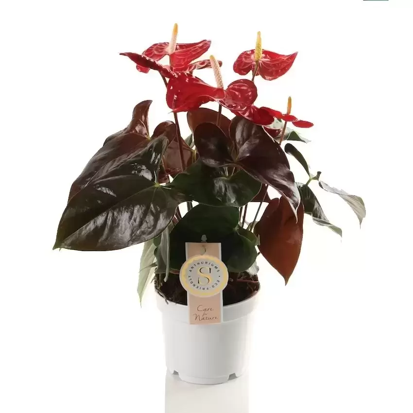 Anthurium 'Coral Champion' - 14cm - Cowell's Garden Centre | Woolsington