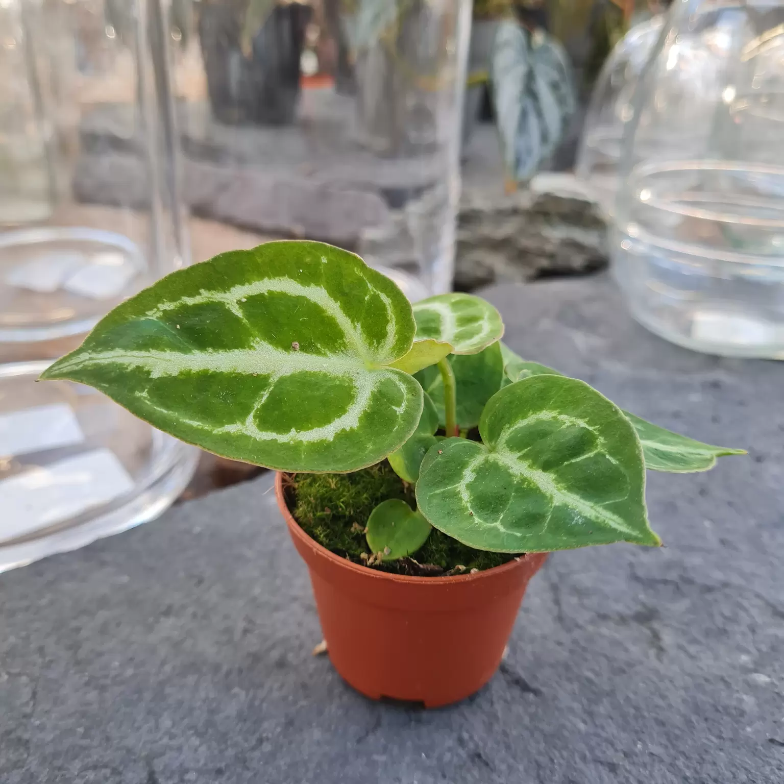 Anthurium crystallinum 'Silver Blush' 6cm - Cowell's Garden Centre ...