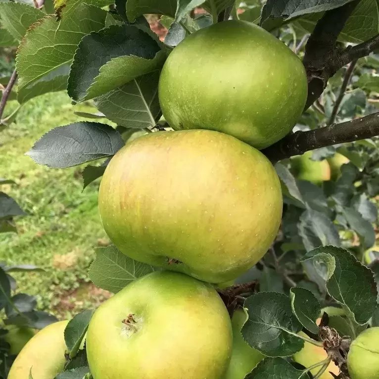 Apple 'Bramley 20' M27 (Step-Over) - Cowell's Garden Centre | Woolsington