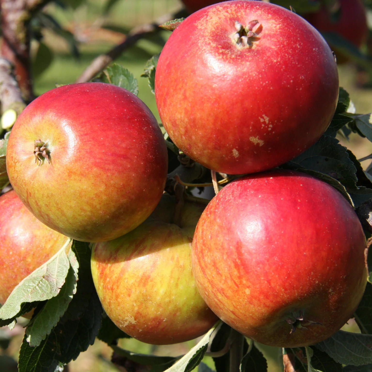 Apple (Malus) 'Cox Self Fertile' M27 - Patio - Cowell's Garden Centre ...