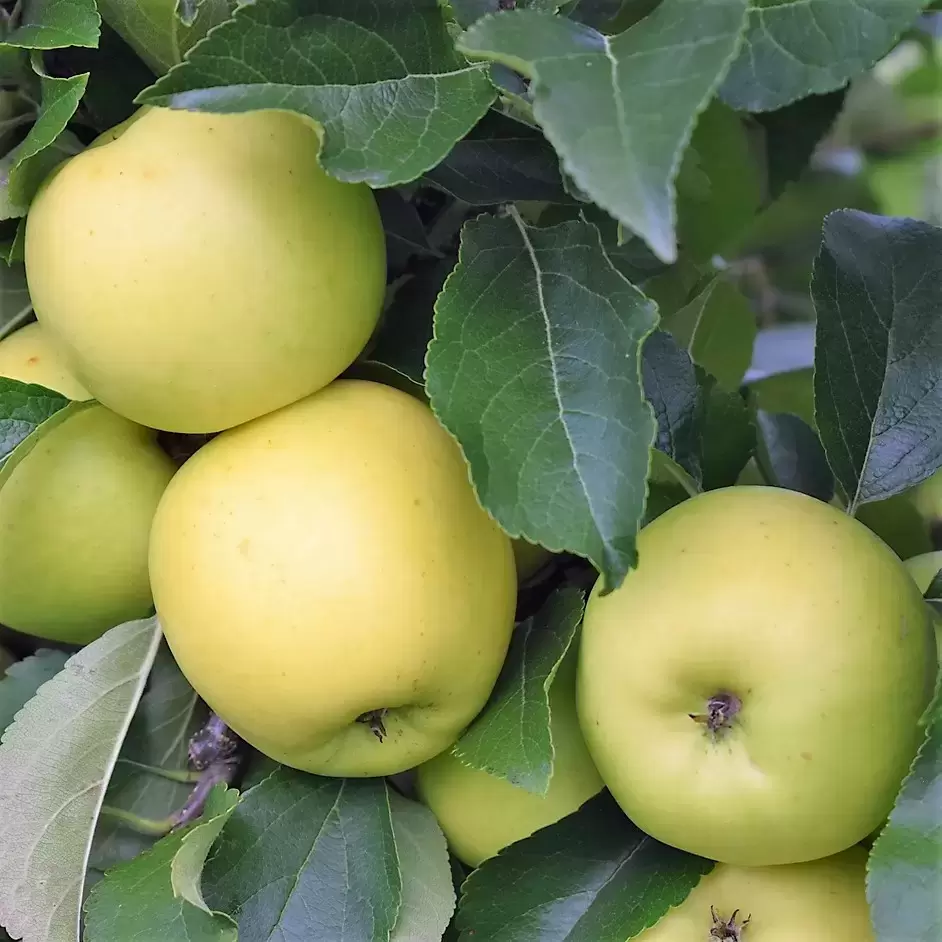 Apple (Malus) 'Greensleeves' M27 - Patio - Cowell's Garden Centre ...