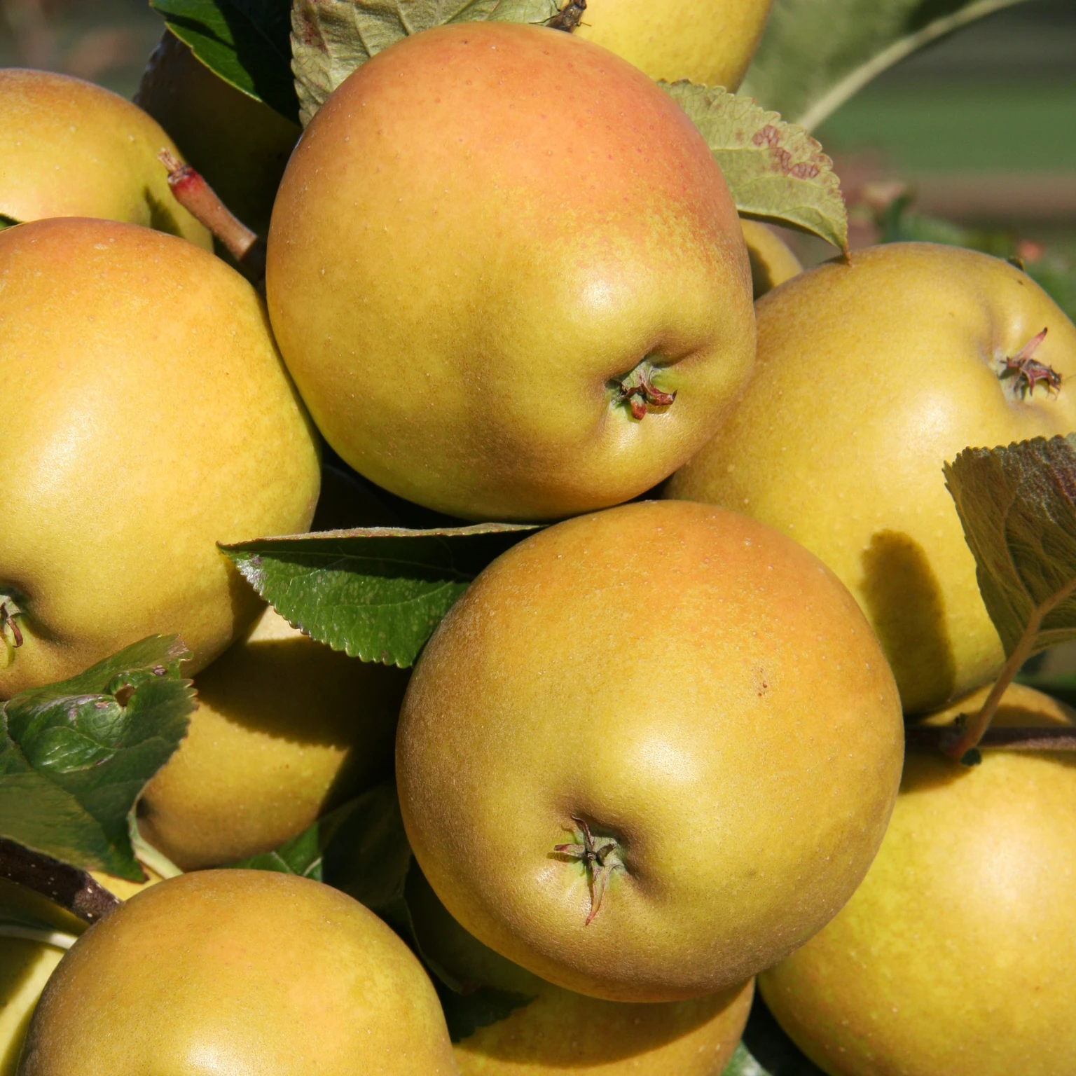 Apple 'Herefordshire Russet' M27 - Patio - Cowell's Garden Centre ...