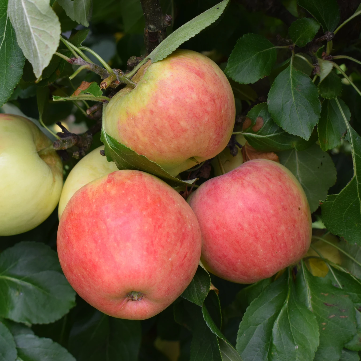 Apple (Malus) 'James Grieve' M26 - Cowell's Garden Centre | Woolsington