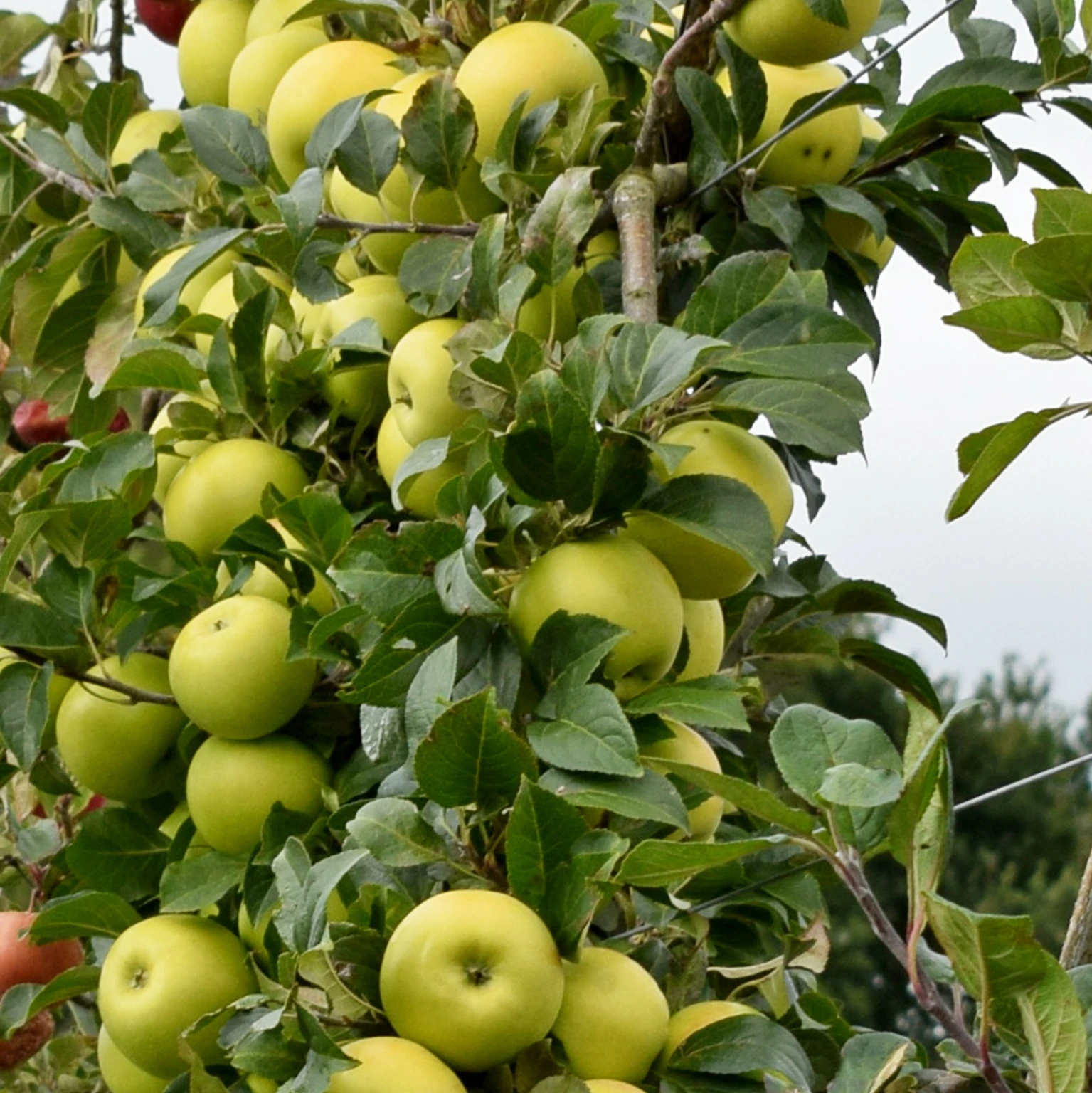 Apple (Malus) 'Limelight' M27 - Patio - Cowell's Garden Centre ...