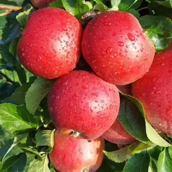 Apple 'Red Windsor' MM106 (Espalier) - Cowell's Garden Centre | Woolsington