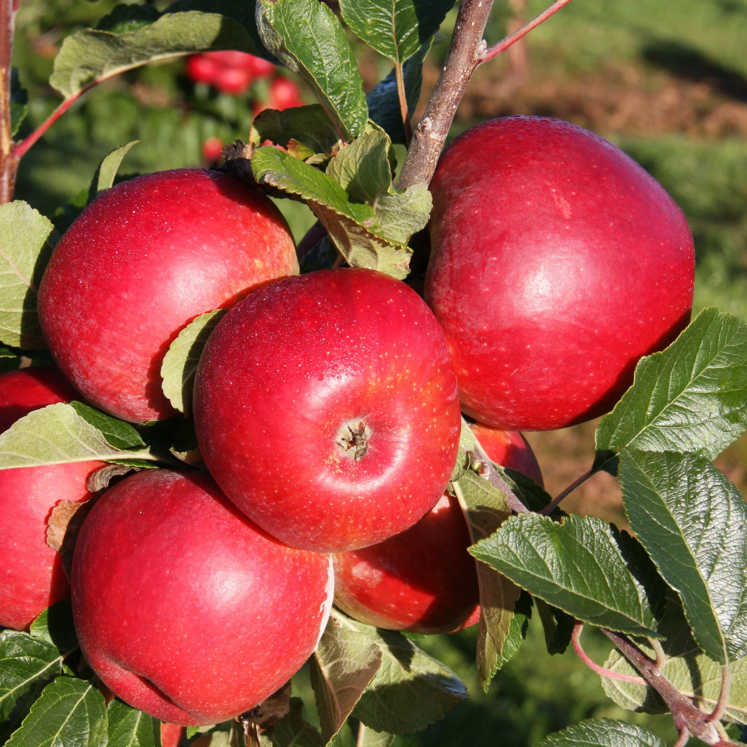 Apple (Malus) 'Red Windsor' M27 - Patio - Cowell's Garden Centre ...