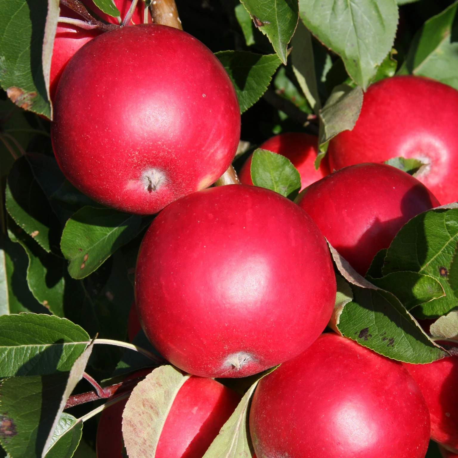 Apple (Malus) 'Scrumptious' M27 - Step-Over - Cowell's Garden Centre ...