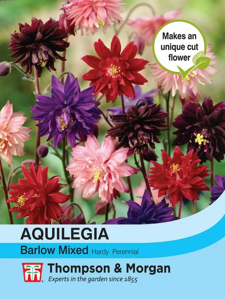 Aquilegia Nora Barlow Mixed Seeds - Cowell's Garden Centre | Woolsington