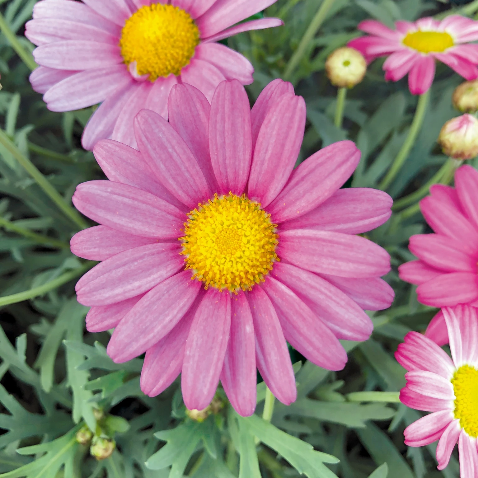 Argyranthemum LaRita 'Pink' - Cowell's Garden Centre | Woolsington