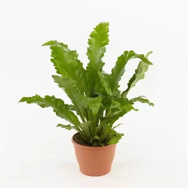 Asplenium nidus 'Campio' - Cowell's Garden Centre | Woolsington