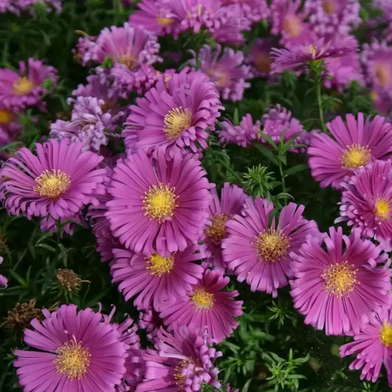 Aster Island 'Tonga'® 1L - Cowell's Garden Centre | Woolsington