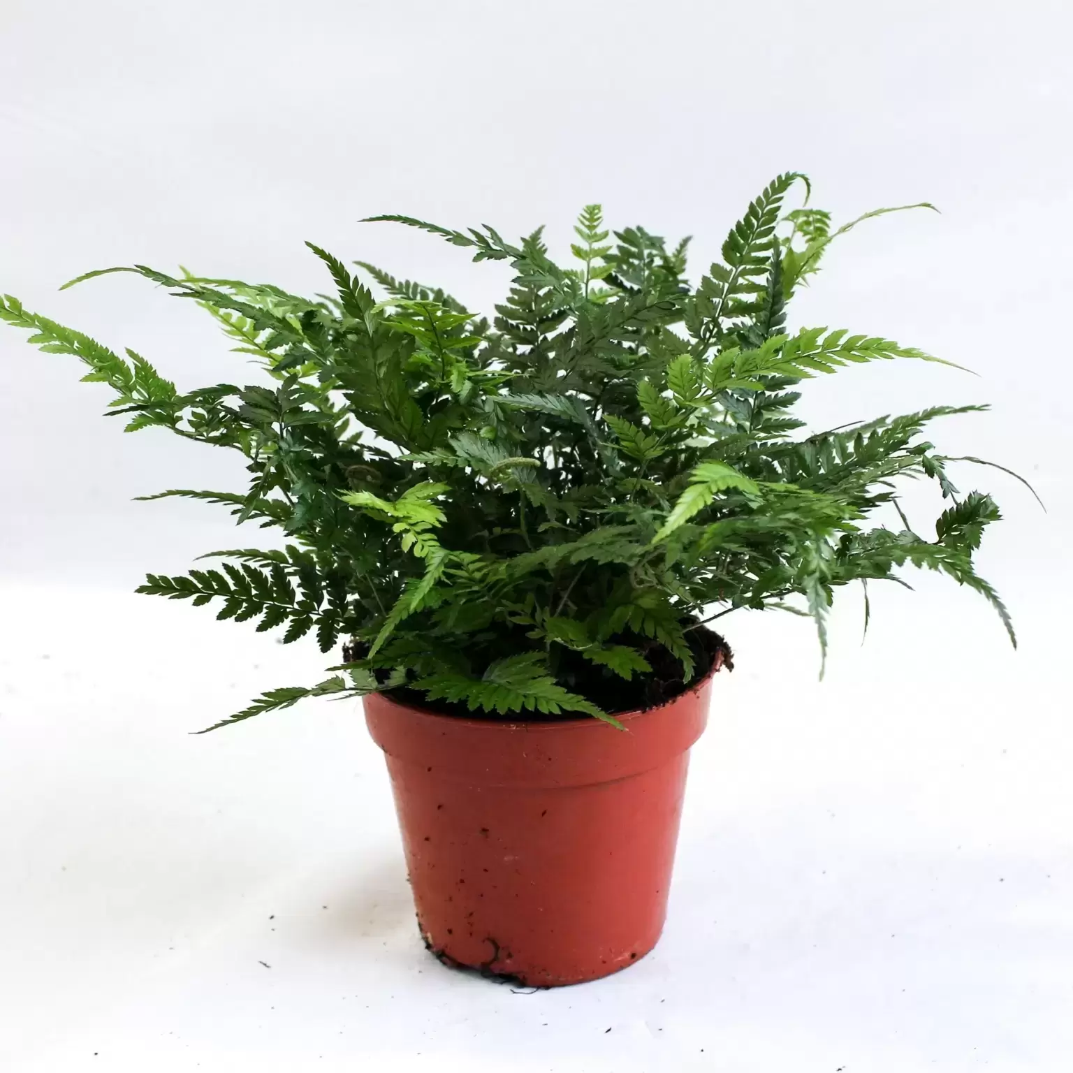 Athyrium spicatum - Cowell's Garden Centre | Woolsington