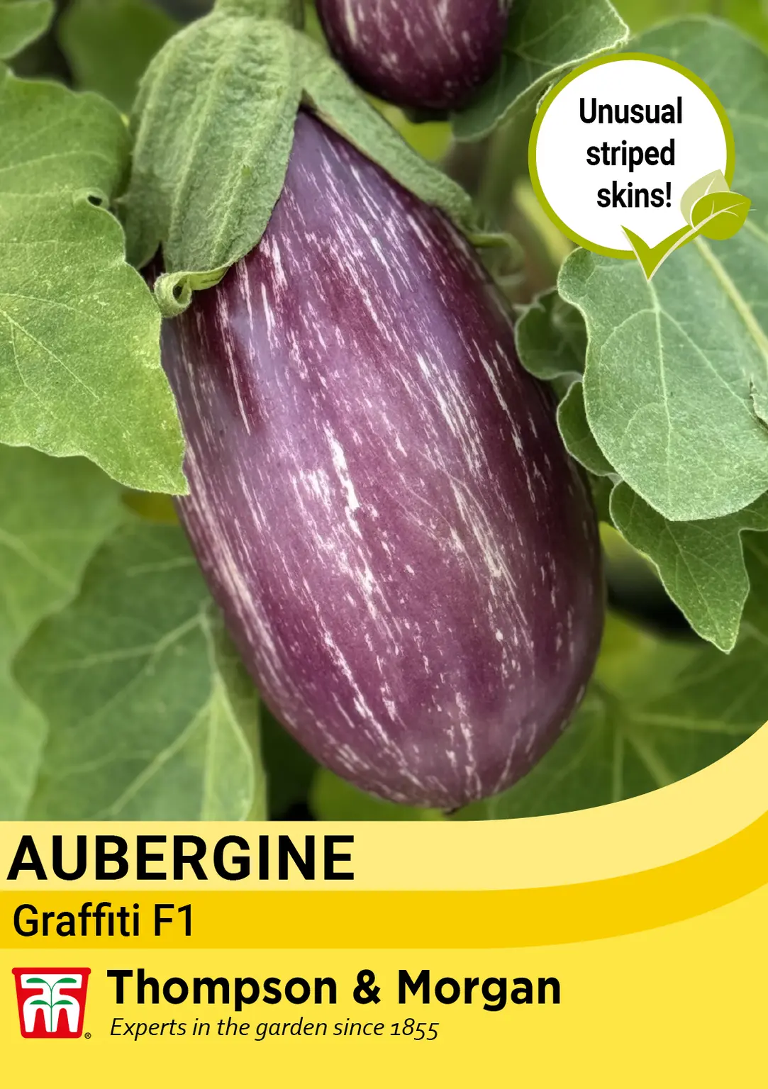Aubergine Graffiti F1 Seeds - Cowell's Garden Centre | Woolsington